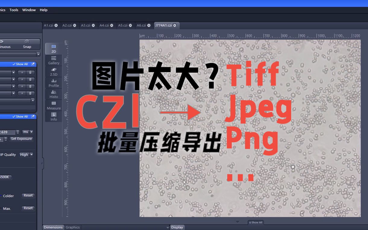 用蔡司ZEN软件对CLSM图片进行标尺添加以及图片导出