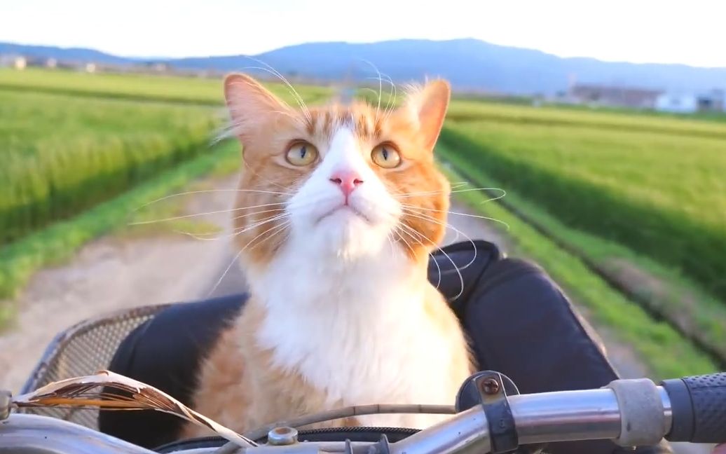 【JunsKitchen】How I Trained My Cats_哔哩哔哩_bilibili