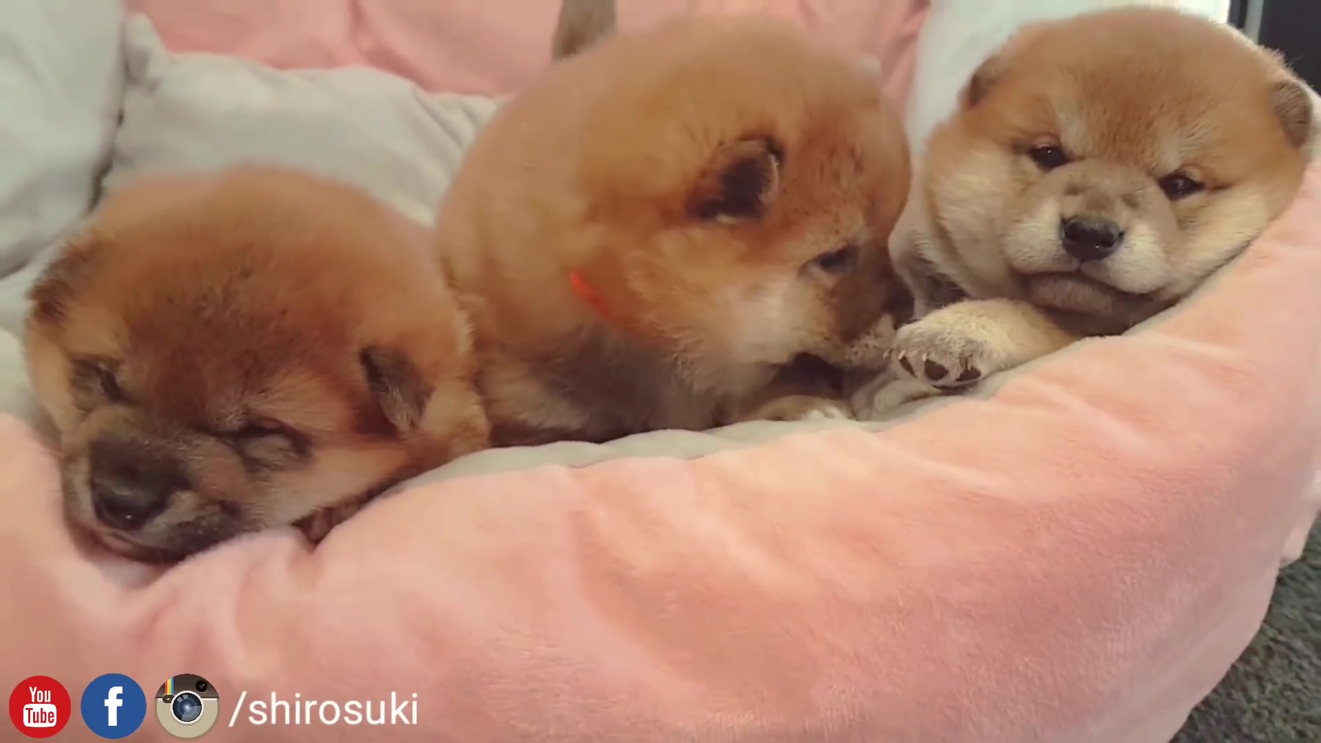 【柴犬Shiro Suki】日常卖萌：毛球们大概是吃可爱长大的吧_哔哩哔哩_bilibili