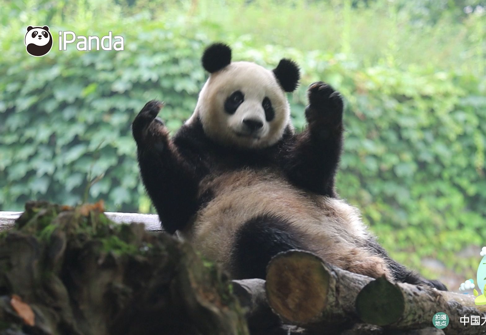 好会扭的“queen卡”！-iPanda熊猫频道-iPanda熊猫频道-哔哩哔哩视频