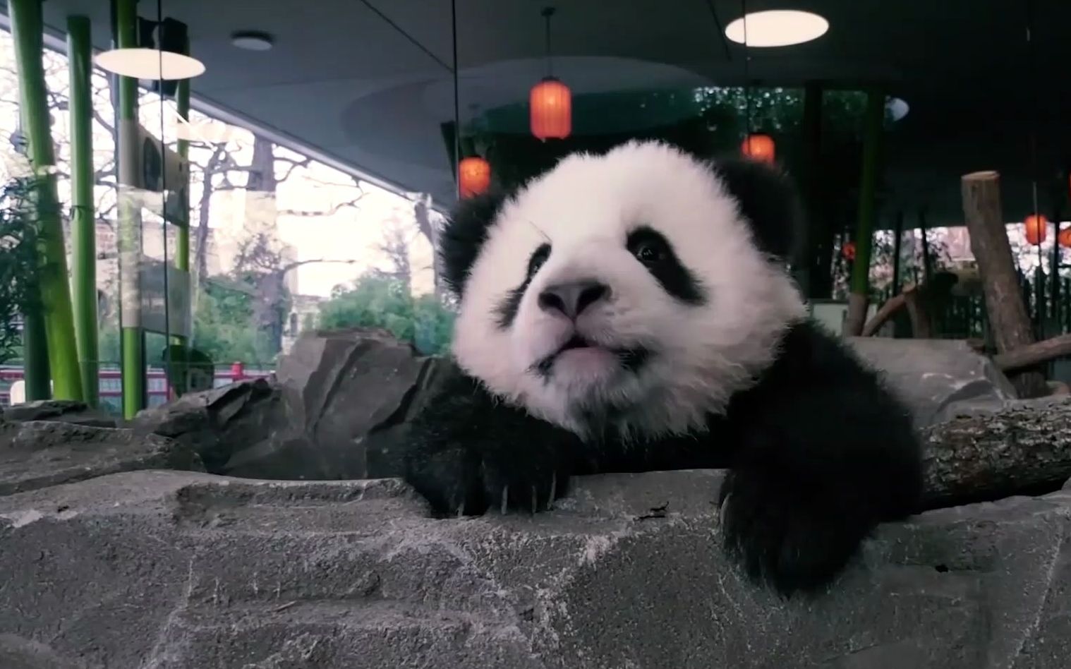 【panda】“梦想”和“梦圆”治愈镜头记录_哔哩哔哩_bilibili