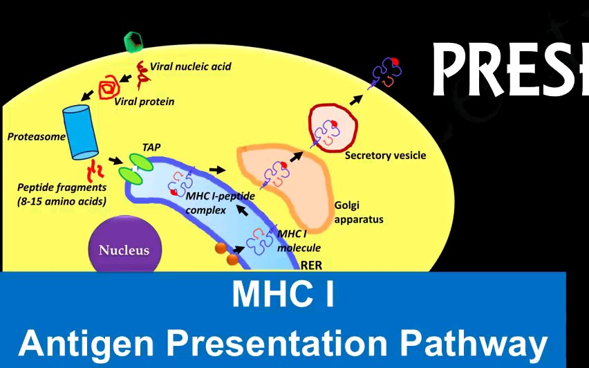[MHC]免疫入门，快速了解MHC I_哔哩哔哩_bilibili