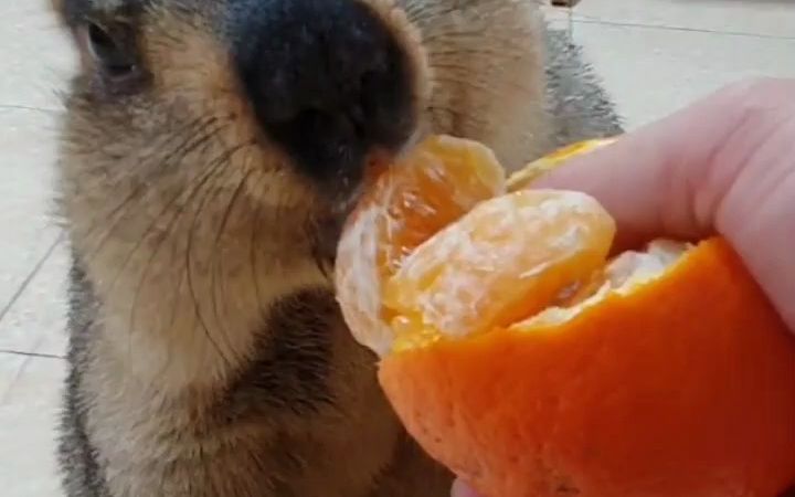 土拨鼠吃橘子-taoz大人-taoz大人-哔哩哔哩视频
