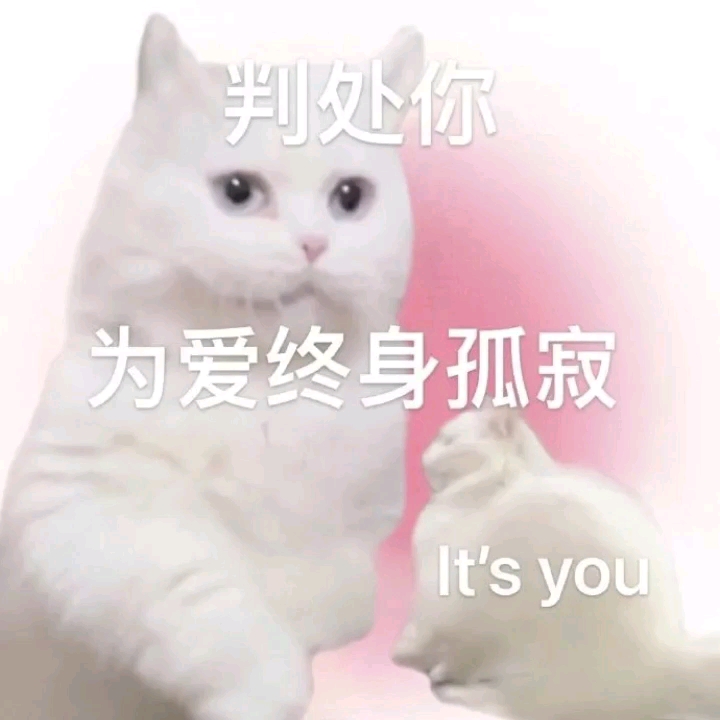 猫猫表情包8_哔哩哔哩_bilibili