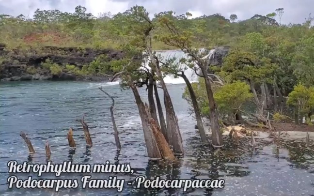 小叶扭杉：retrophyllum minus_哔哩哔哩_bilibili