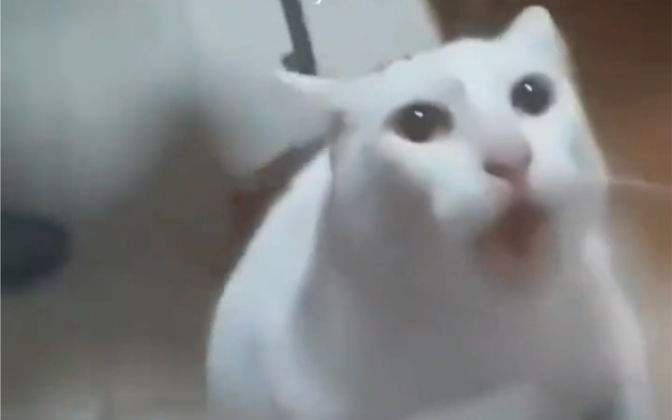 CARELESS WHISPER(MEOW VERSION)-Dy-地狱菌-哈吉米-哔哩哔哩视频