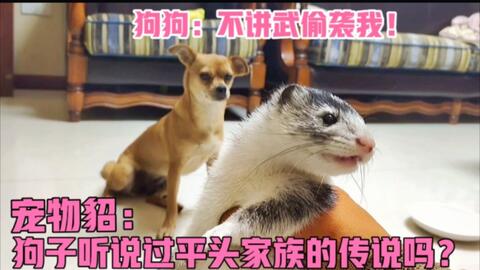 Chanyeol Pre Debut Ferret