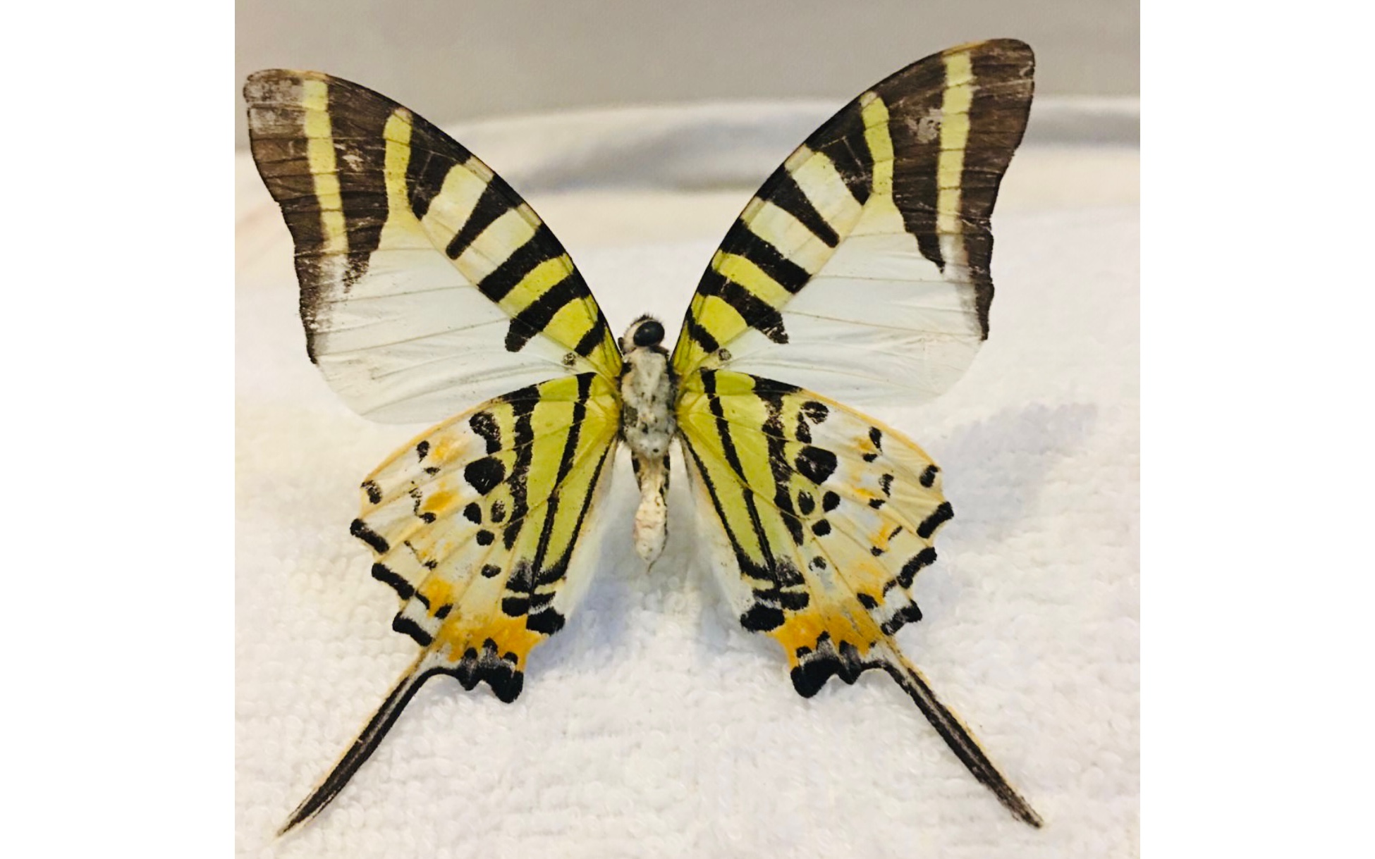 An Introduction to Green Phoenix Butterflies JLIAACEA reports-JLIAACEA ...