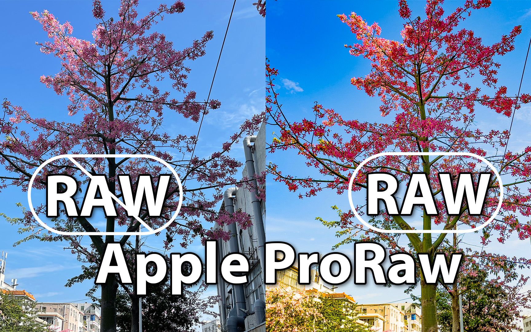 Apple出大招，要干掉数码相机吗？Apple ProRaw来自iPhone 12 Pro & Pro Max_哔哩哔哩_bilibili