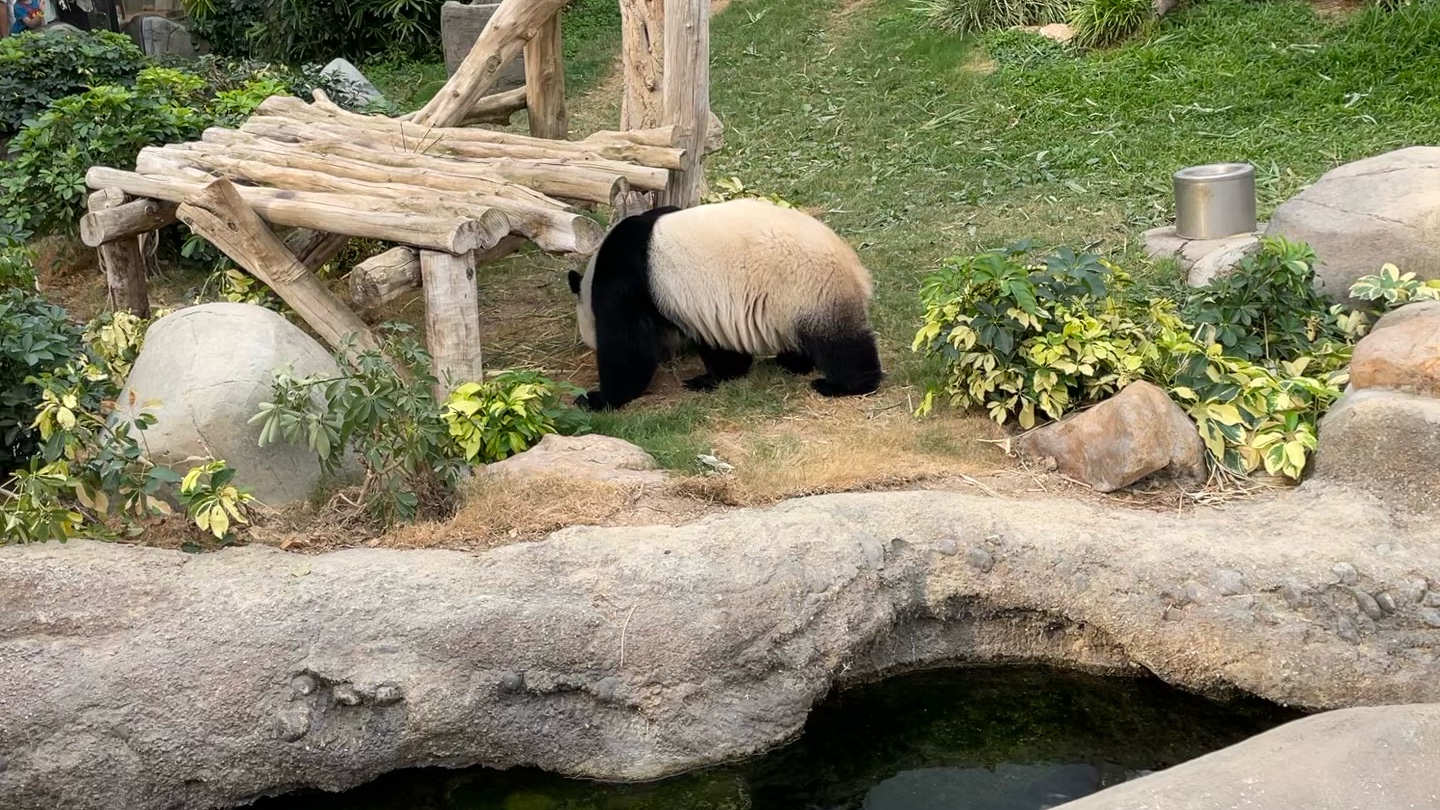 Panda in Ocean Park_哔哩哔哩_bilibili