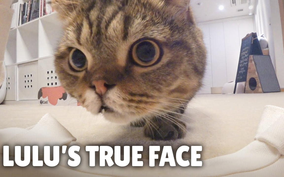 【Kittisaurus】【中字】LuLu隐藏的第二天性！_哔哩哔哩_bilibili