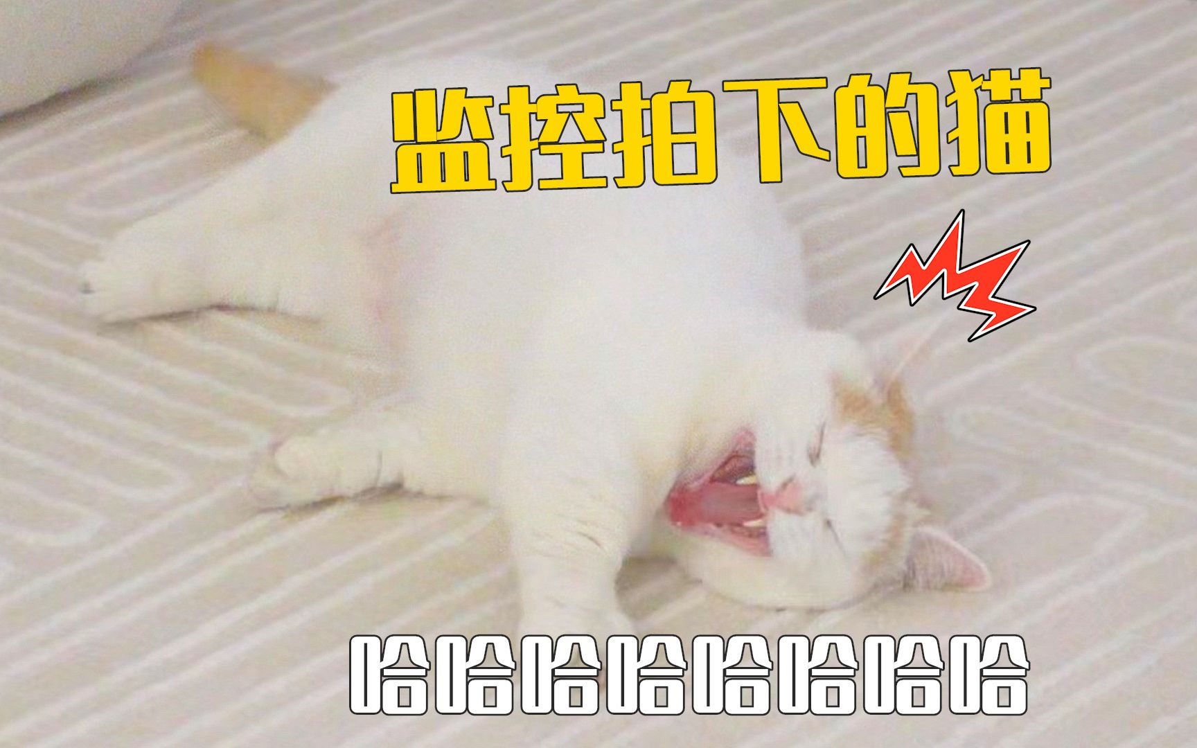 主人回老家了，监控拍下的猫居然这么开心！-萌猫宝哥哥-萌猫宝哥哥-哔哩哔哩视频