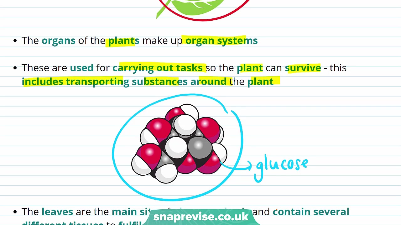 13.Structure of a Leaf _ 9-1 GCSE Science Biology _ OCR, AQA, Edexcel ...