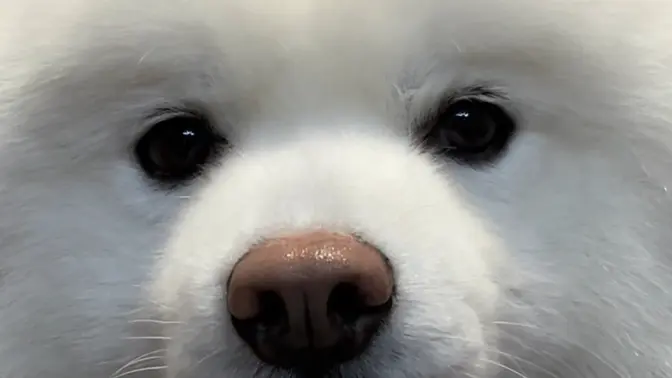 视频去哪了呢？_哔哩哔哩_bilibili