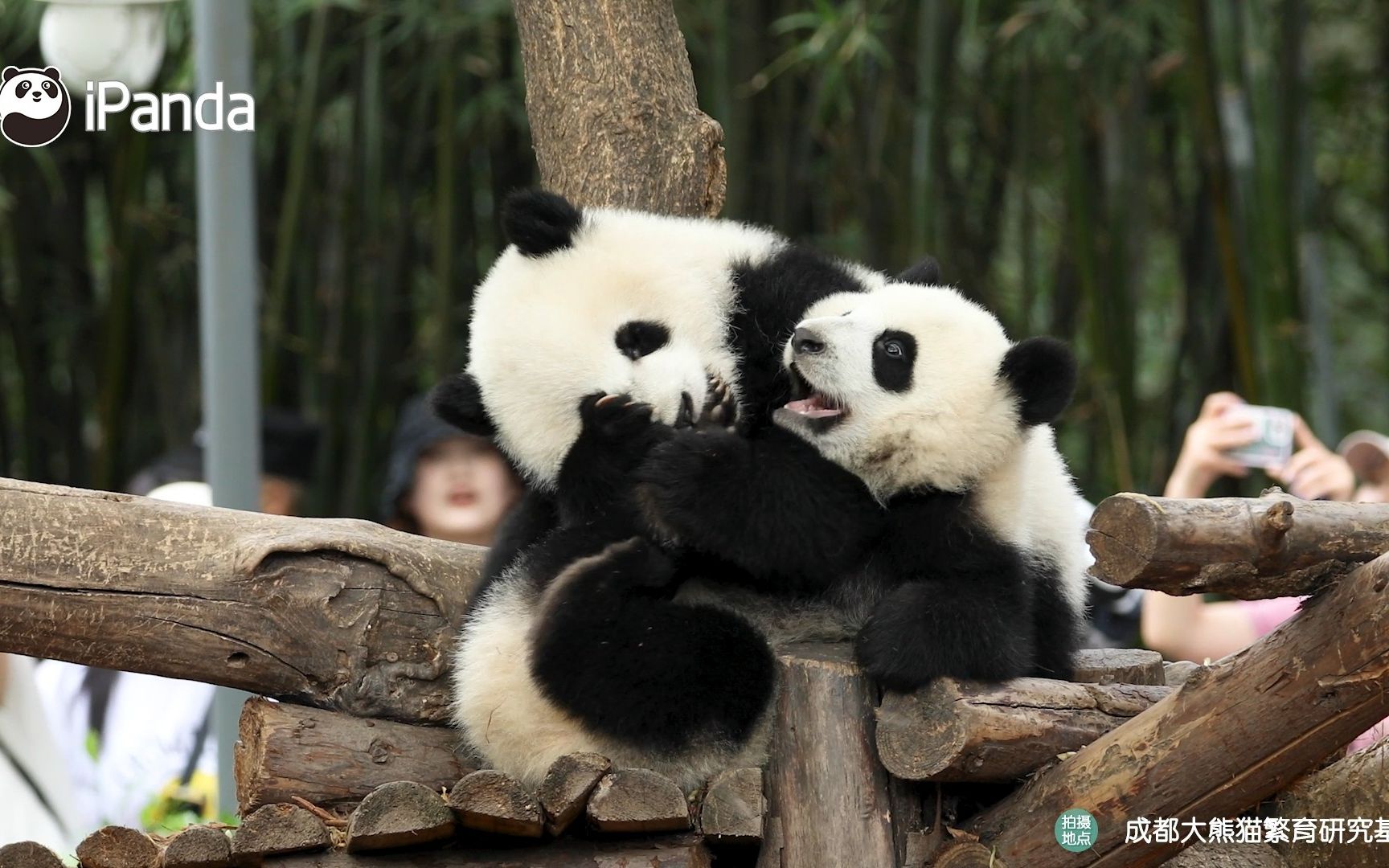 你怎么喜欢啃别熊jiojio啊～-iPanda熊猫频道-iPanda熊猫频道-哔哩哔哩视频